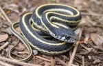 Garter Snakes | Mud Bay Blog